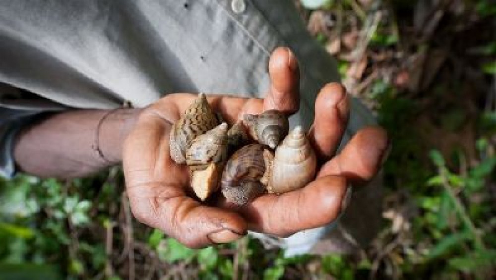 Manger des escargots pour survivre : la violence et la faim en ...